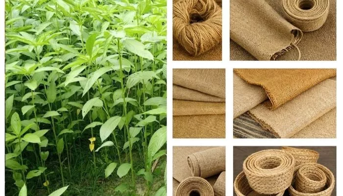 What Is Jute Fiber? Nature’s Golden Thread Fully Explained